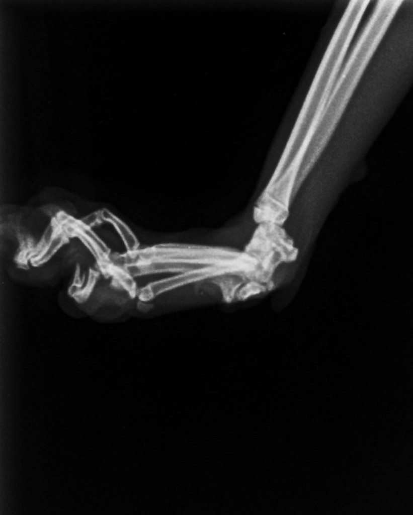 Arthrodesis – Small Animal Surgery