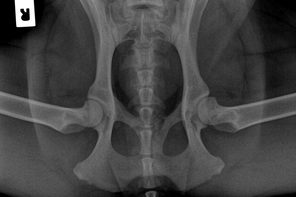 PennHIP Radiographs – Small Animal Surgery
