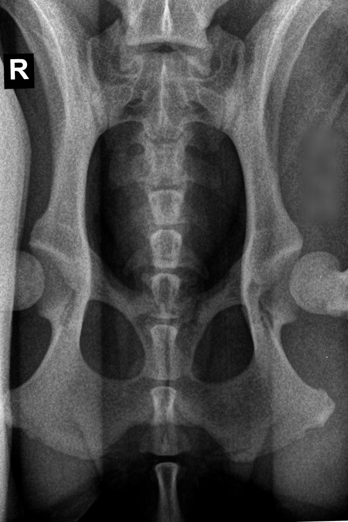 PennHIP Radiographs – Small Animal Surgery